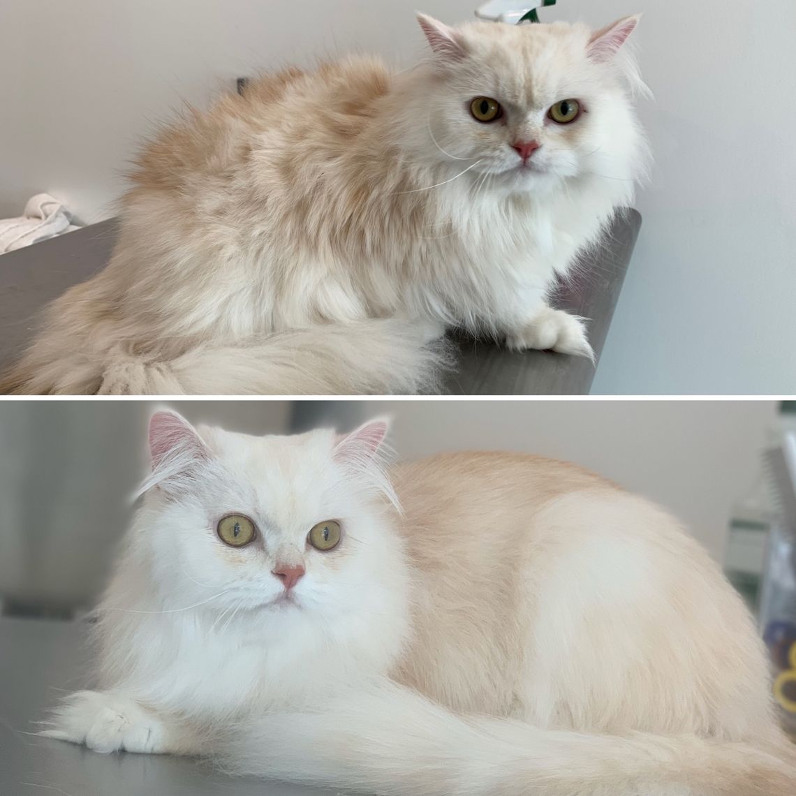 The Charleston Cat Groomer - Feline Master Groomer